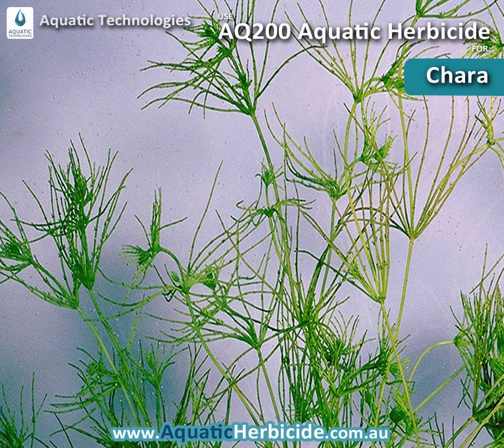 Aquatic Plant Identification - Aquatic Weed Control