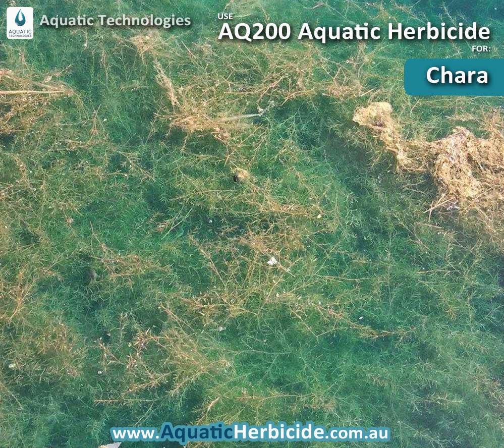 aquatic-technologies-herbicide-chara-05 - Aquatic Weed Control