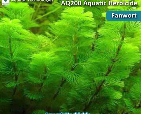 Aquatic Plant Identification - Aquatic Weed Control