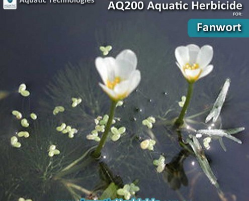 Aquatic Plant Identification - Aquatic Weed Control