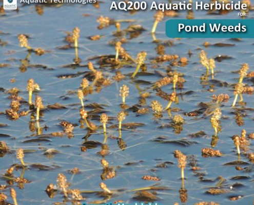 Submerged Aquatic Weeds - Aquatic Weed Control