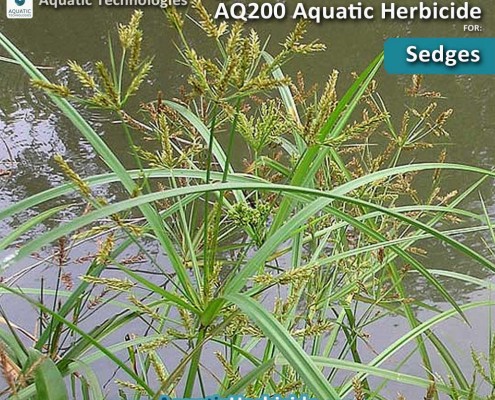 Emergent Aquatic Weeds - Aquatic Weed Control